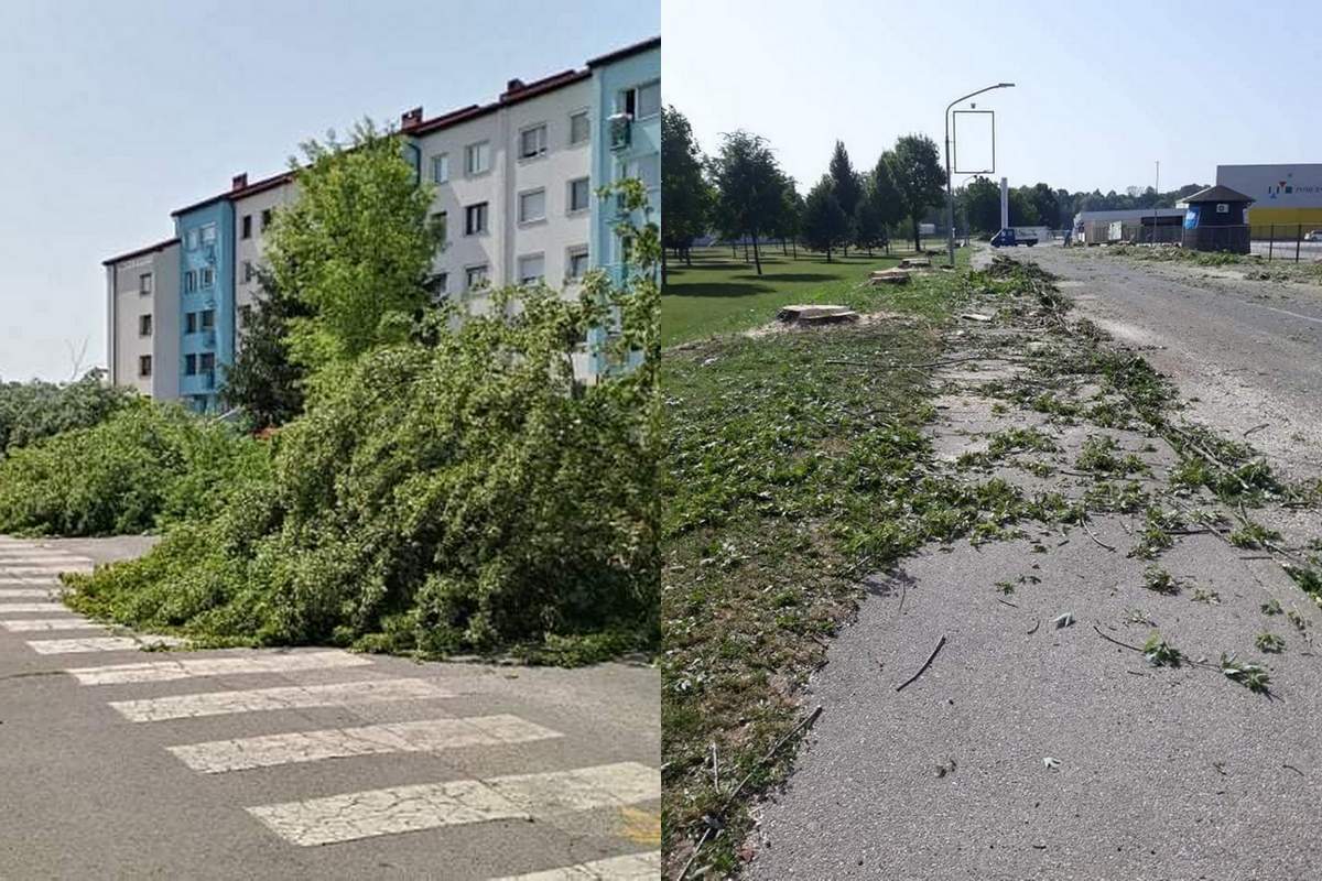 Zakaj so v Gornji Radgoni morali posekati 75 dreves? | Prlekija-on.net ...