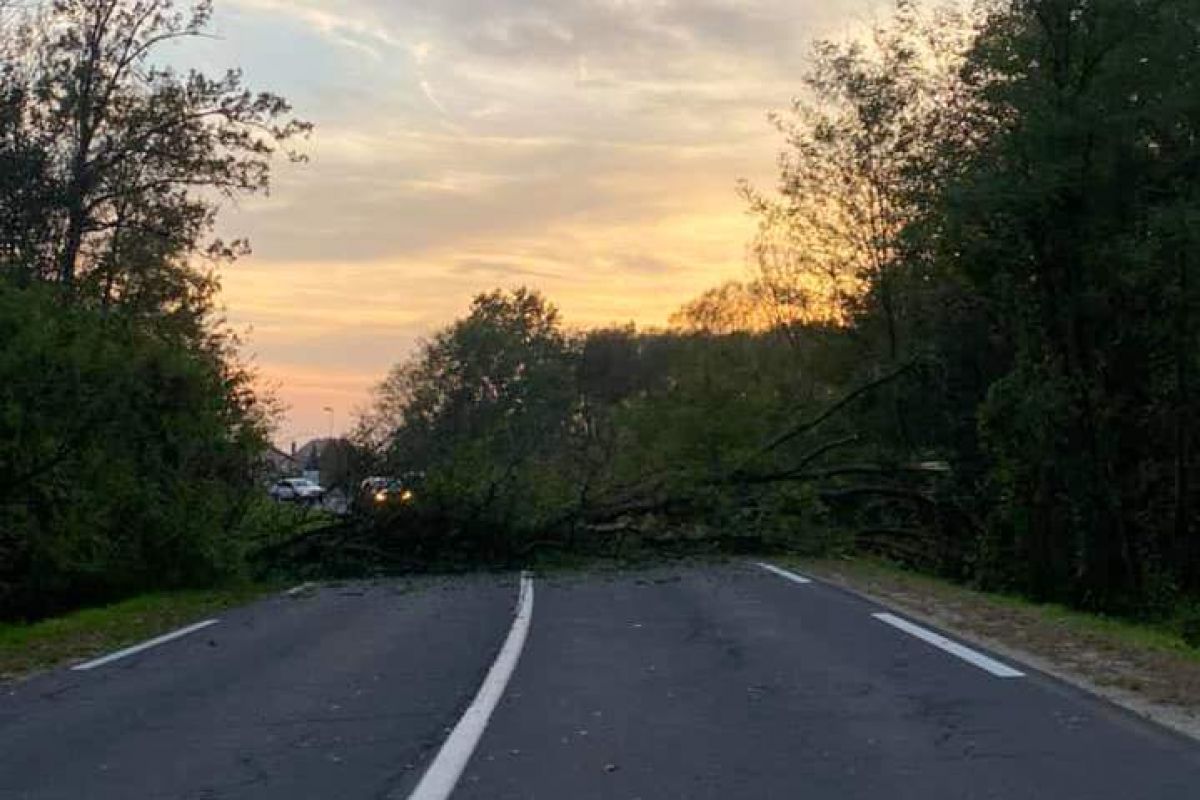 Veter že podira drevesa | Prlekija-on.net