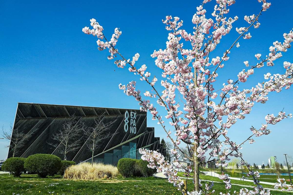 Ob Soboškem jezeru pripravljajo praznik japonskih češenj Hanami Expano ...